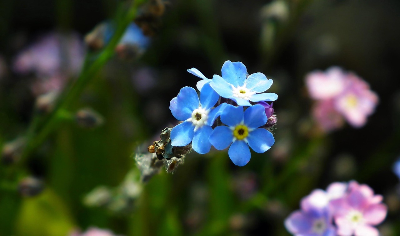Más de 200 imágenes gratis de Florecitas y Naturaleza - Pixabay