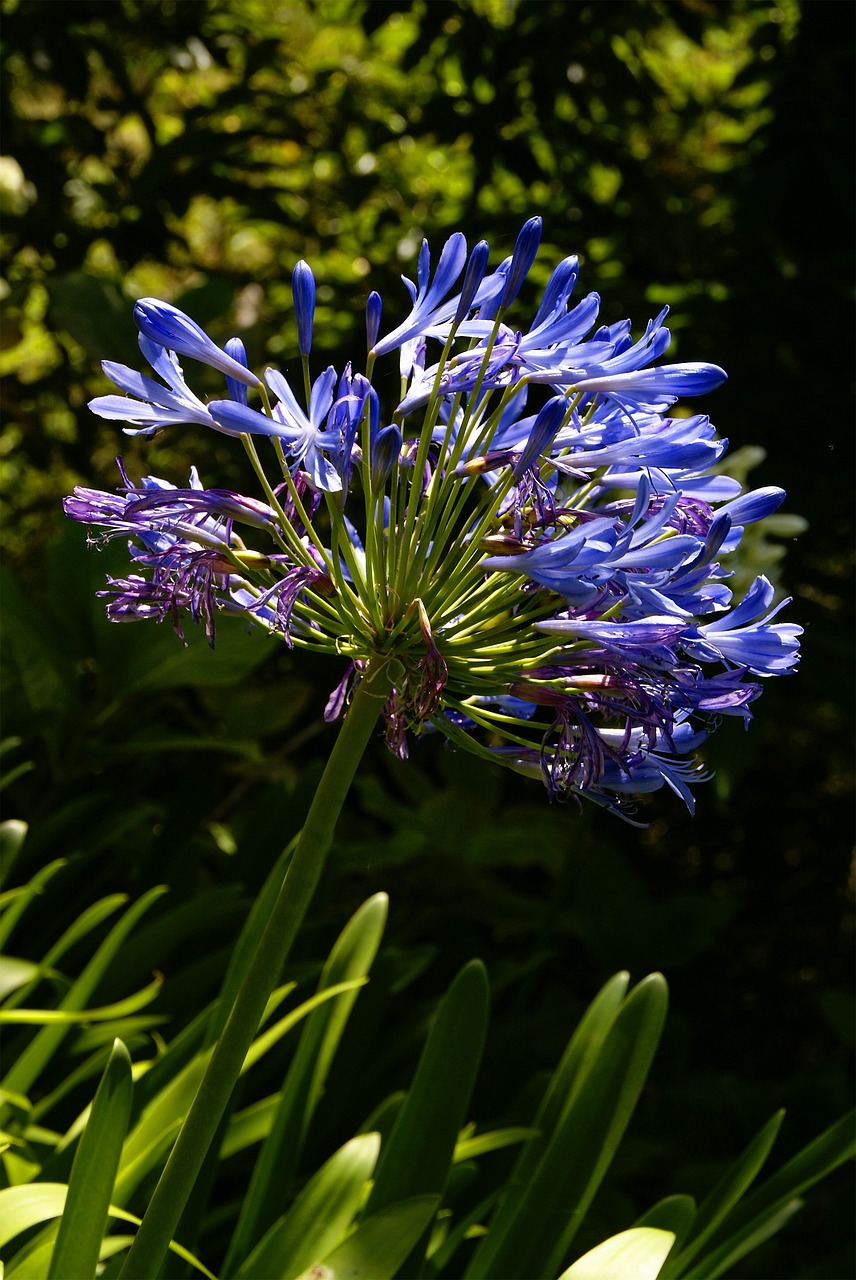 Exoticism Flowers Nature - Free photo on Pixabay - Pixabay
