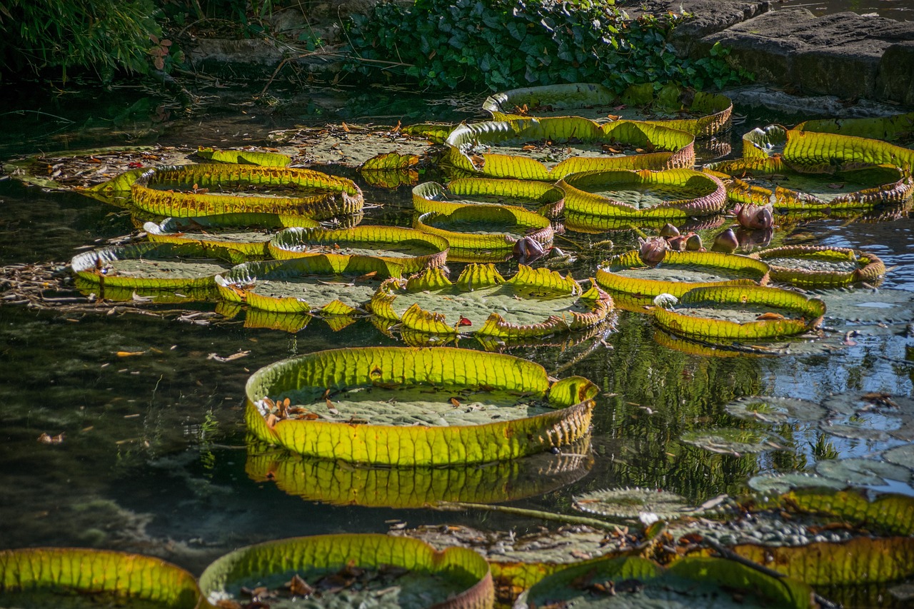 90,000+ Free Lake Victoria & Nature Images - Pixabay
