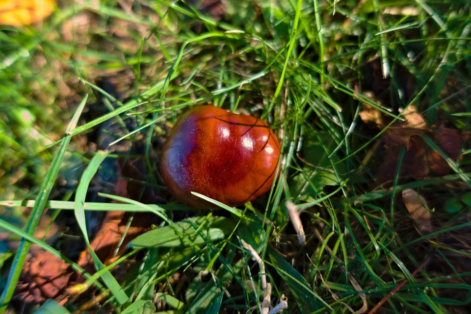 Brown Fall Nature - Free photo on Pixabay - Pixabay