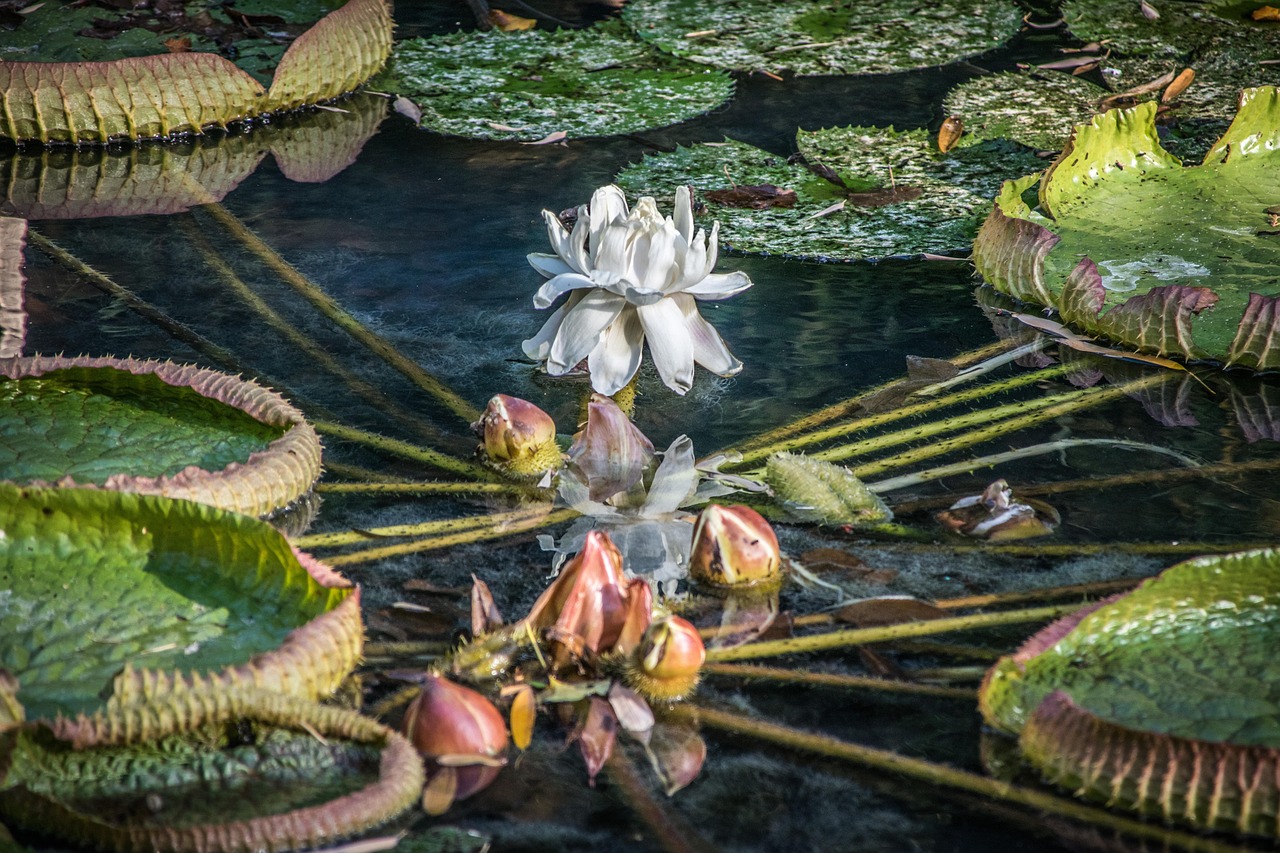 90,000+ Free Lake Victoria & Nature Images - Pixabay
