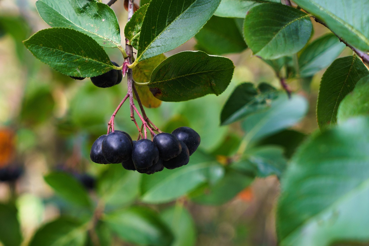 30,000+ Free Black Rowan Berry & Rowan Images - Pixabay