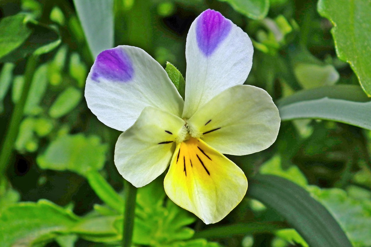 1,000+ Free Pansies & Pansy Photos - Pixabay