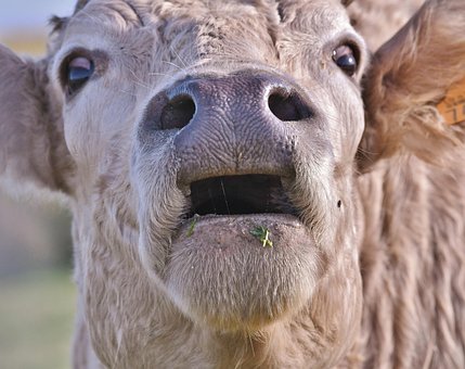 400+ Free Cow Head & Cow Images - Pixabay