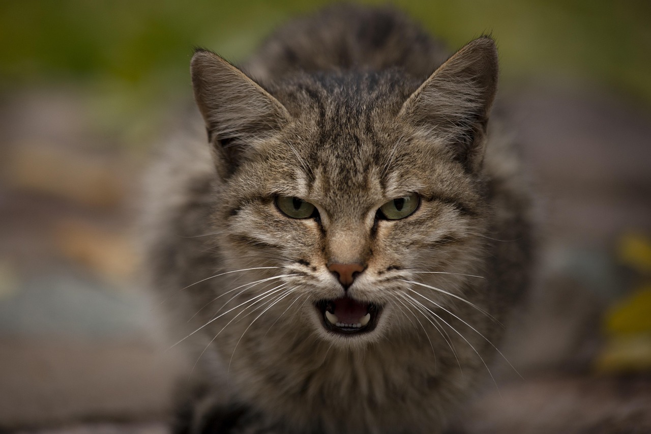 90,000+ Free Pet Lifestyle & Pet Images - Pixabay