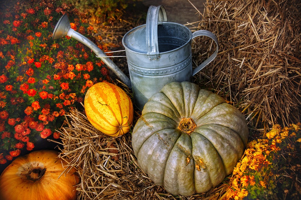 Autumn Pumpkins Fall - Free photo on Pixabay - Pixabay