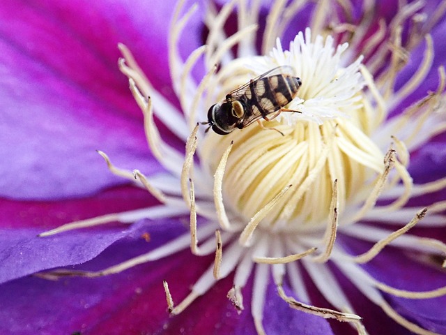 Hover Fly Insect Flower Free Photo On Pixabay Pixabay