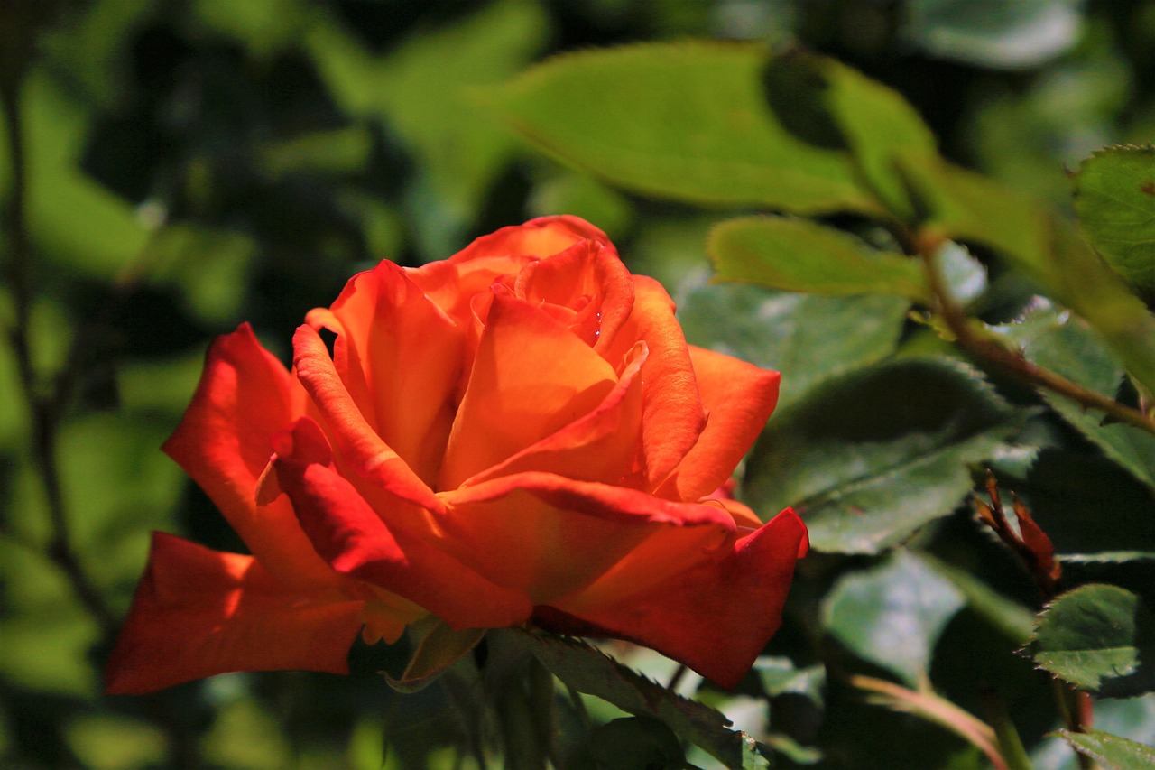 Rosa Rose Naturaleza - Foto gratis en Pixabay - Pixabay