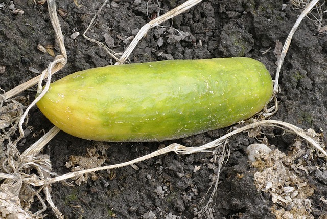 Cucumber Vegetable Garden - Free photo on Pixabay