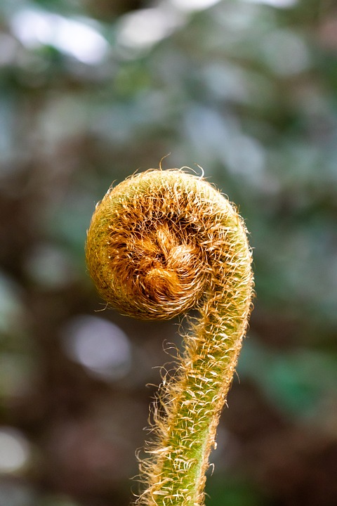 Swirl Plant Curlicue - Free photo on Pixabay - Pixabay