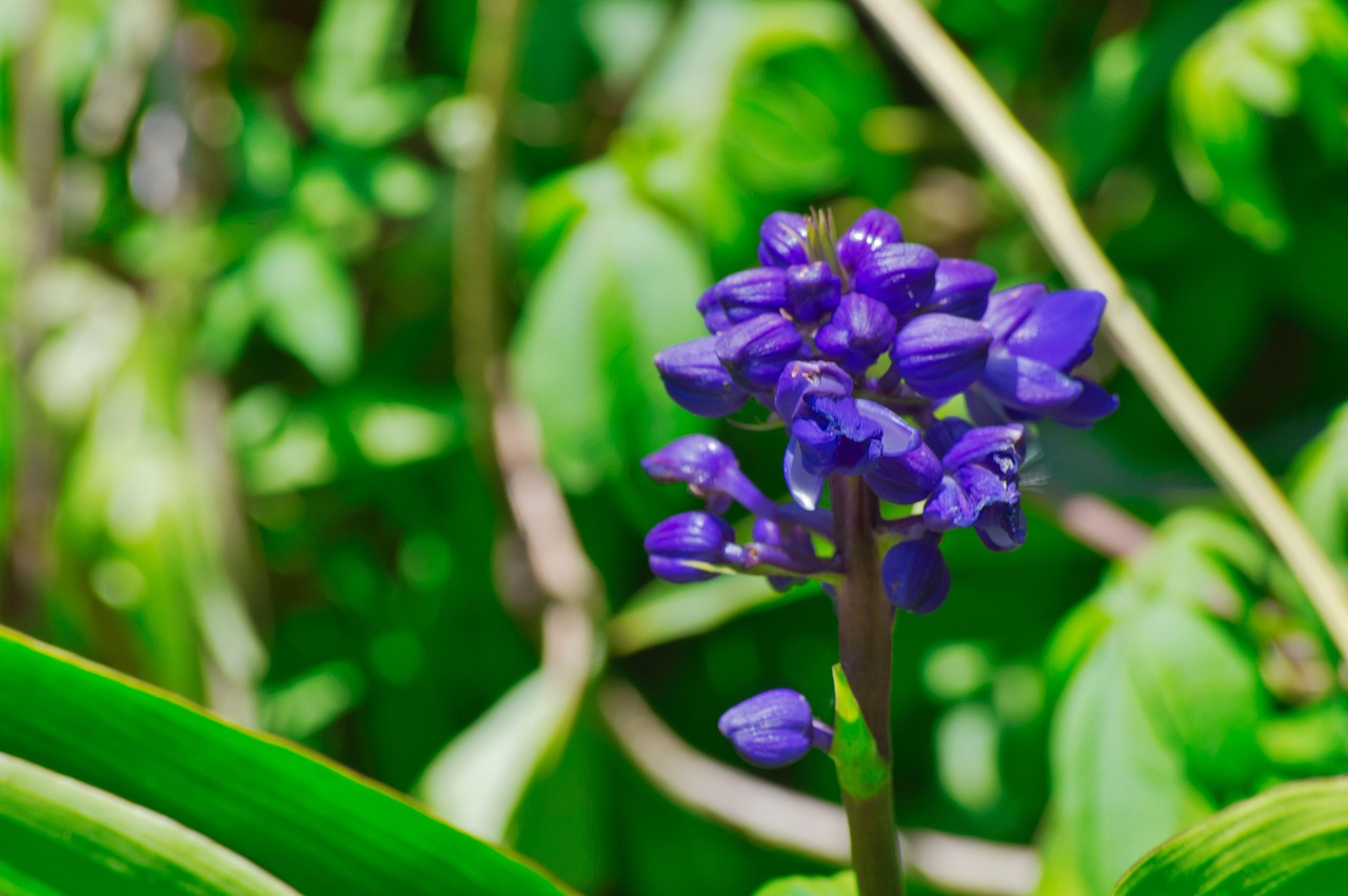 Costa Rica Fleurs Cour - Photo gratuite sur Pixabay - Pixabay