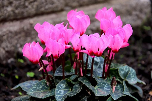 Más de 70 imágenes gratis de Ciclamen y Flor - Pixabay