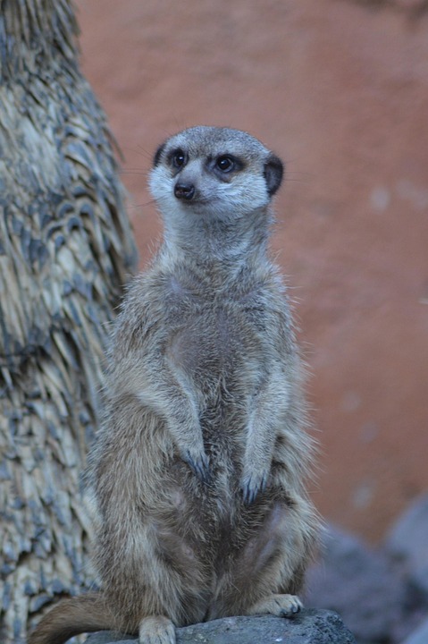 Animal Mammal Suricate - Free photo on Pixabay - Pixabay