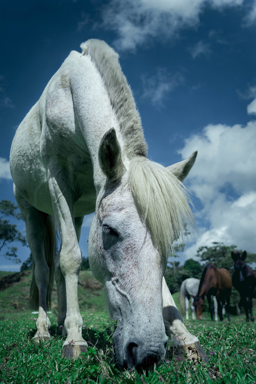 Caballo Blanco Tierno Cariñoso - Foto gratis en Pixabay - Pixabay