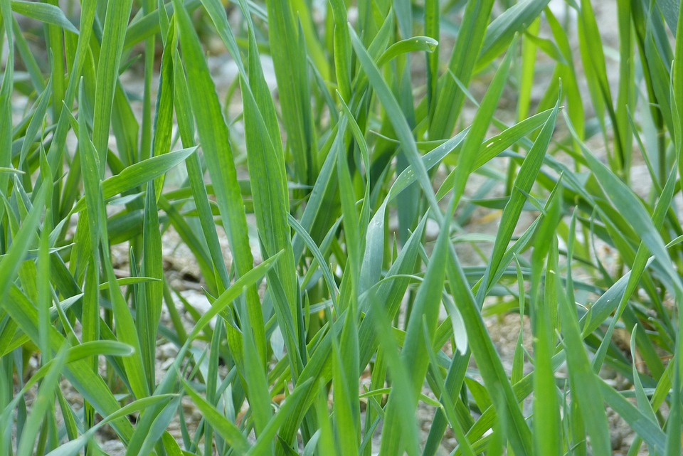Field Green Close Up - Free photo on Pixabay