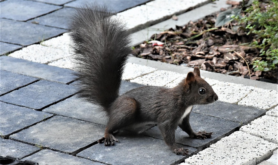 Das Eichhörnchen Herbst Säugetier - Kostenloses Foto auf Pixabay