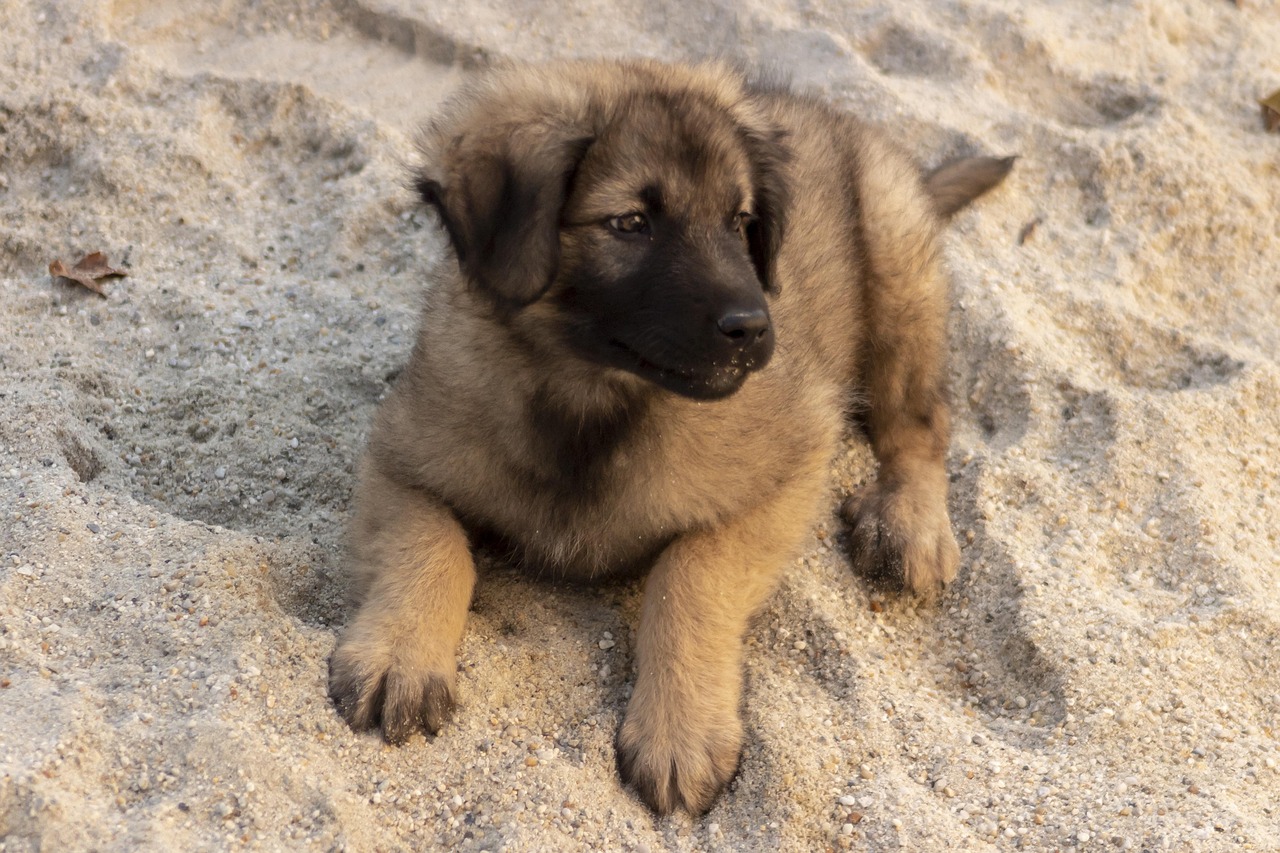 Perro De Pastor Mascotas - Foto gratis en Pixabay - Pixabay