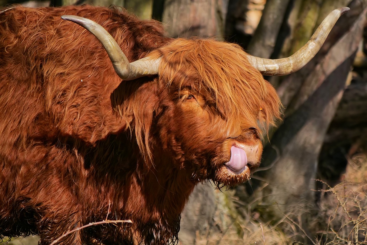 Plus de 20 000 images de Vache Highland Noel et de Vache - Pixabay