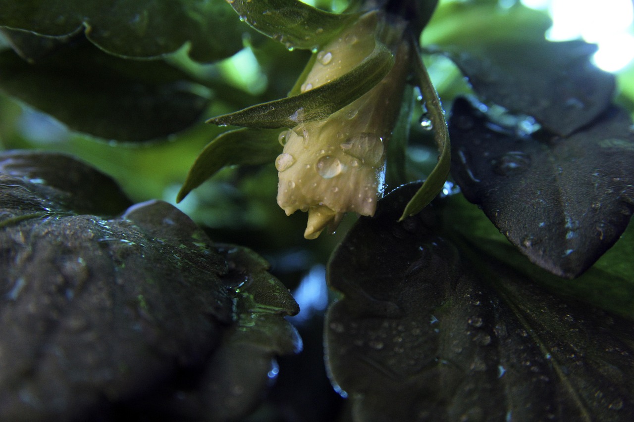 Green Flowers Flora - Free photo on Pixabay - Pixabay