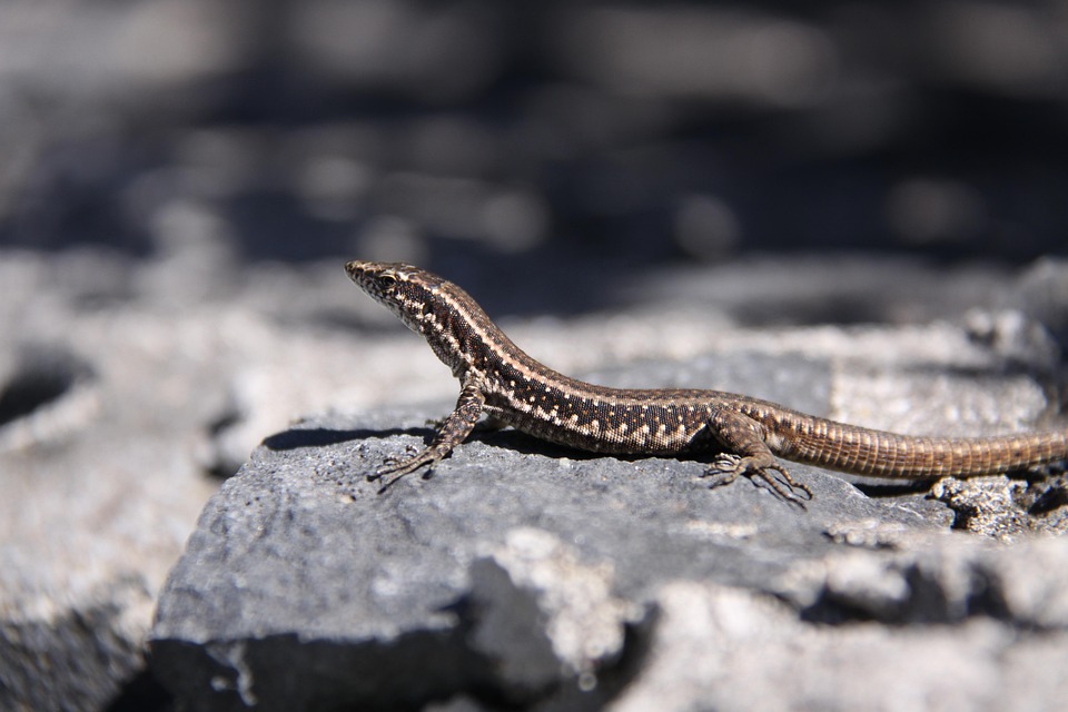Øgle Lizard Reptil - Gratis foto på Pixabay - Pixabay
