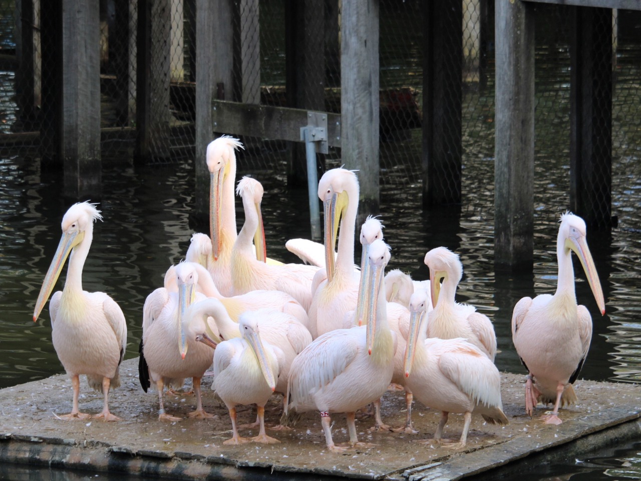 Flamingo Merah Jambu Burung - Foto gratis di Pixabay - Pixabay