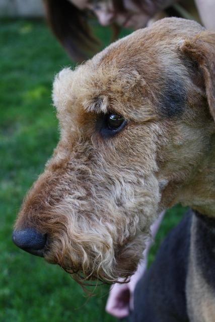 Hund Hundegesicht Ausdruck - Kostenloses Foto auf Pixabay