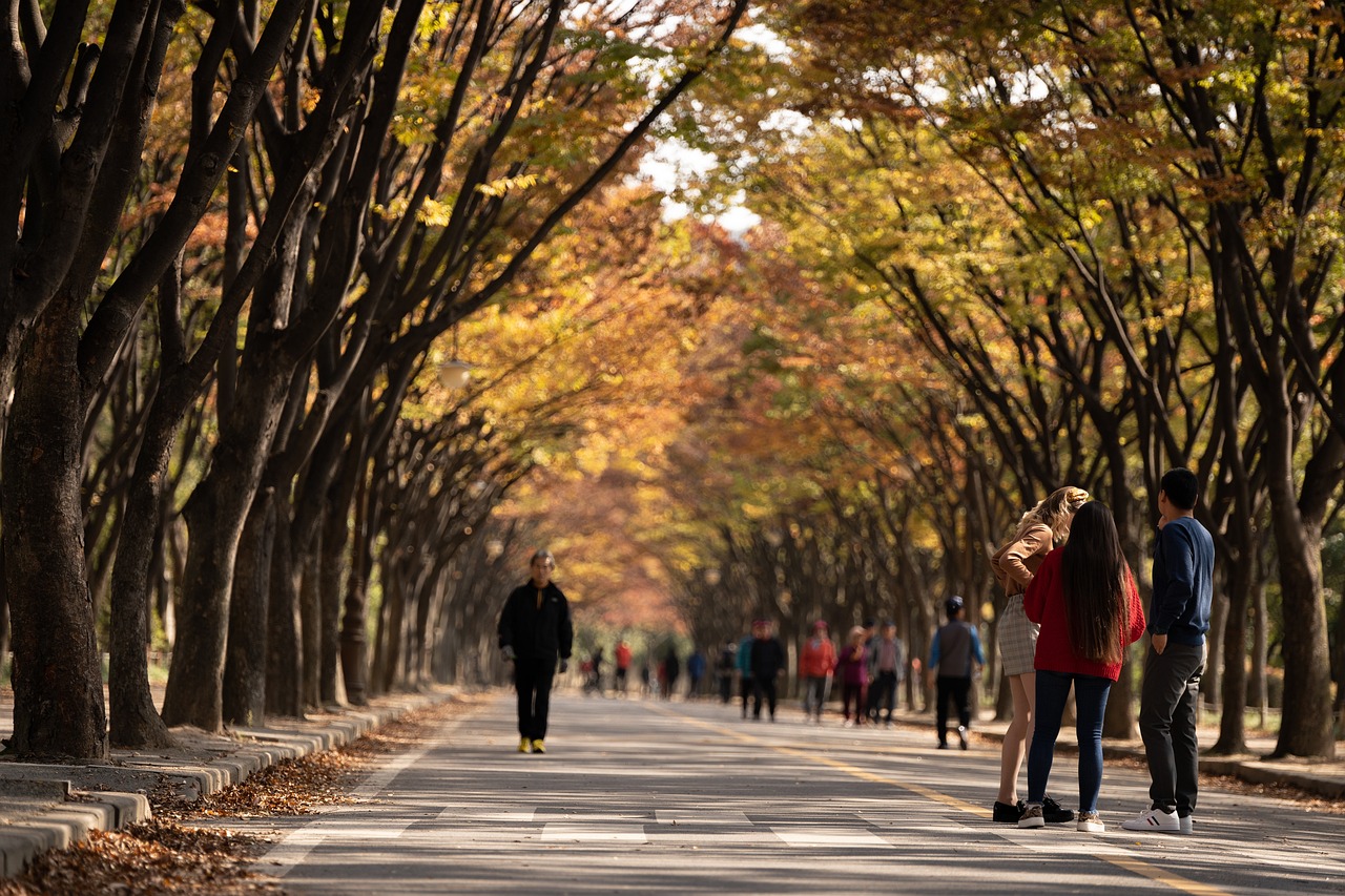 A Public Park Maple Walk - Free photo on Pixabay - Pixabay