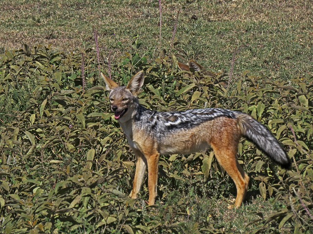 Jackel Wildlife Wild - Free photo on Pixabay - Pixabay