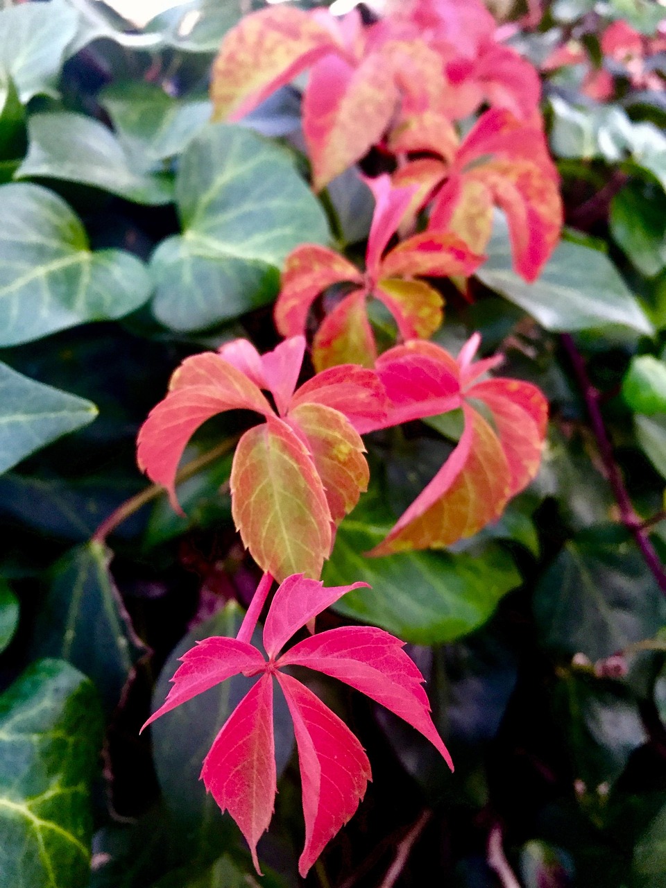 Hoja Otoño Rojo - Foto gratis en Pixabay - Pixabay