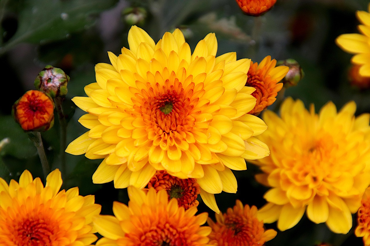 Chrysanthemum Flowers Plants - Free photo on Pixabay - Pixabay