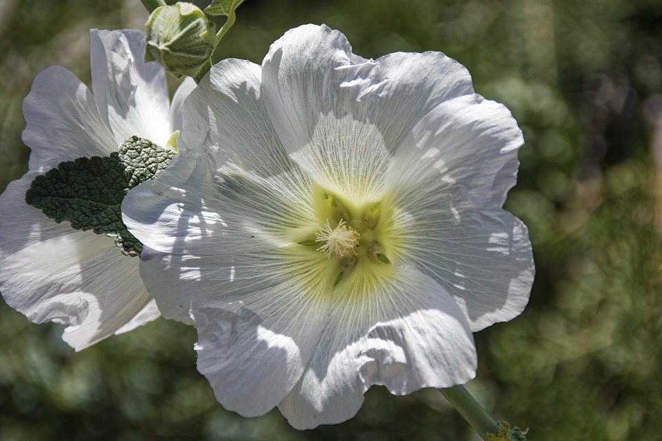 Flower Blossom Bloom - Free photo on Pixabay