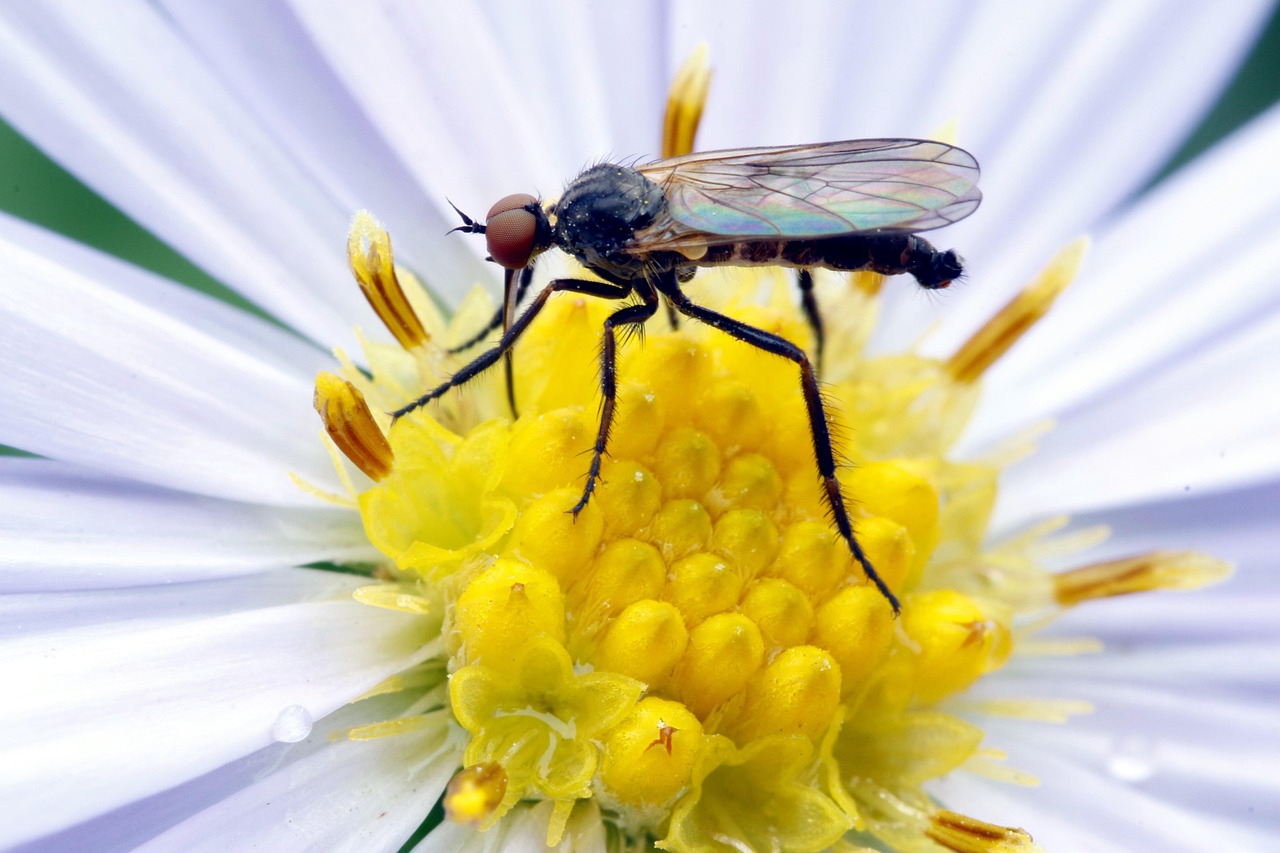 Plus de 400 photos gratuites de Moustique et de Insecte - Pixabay