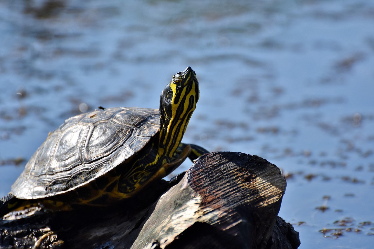 Tortugas Reptiles Concha De - Foto gratis en Pixabay