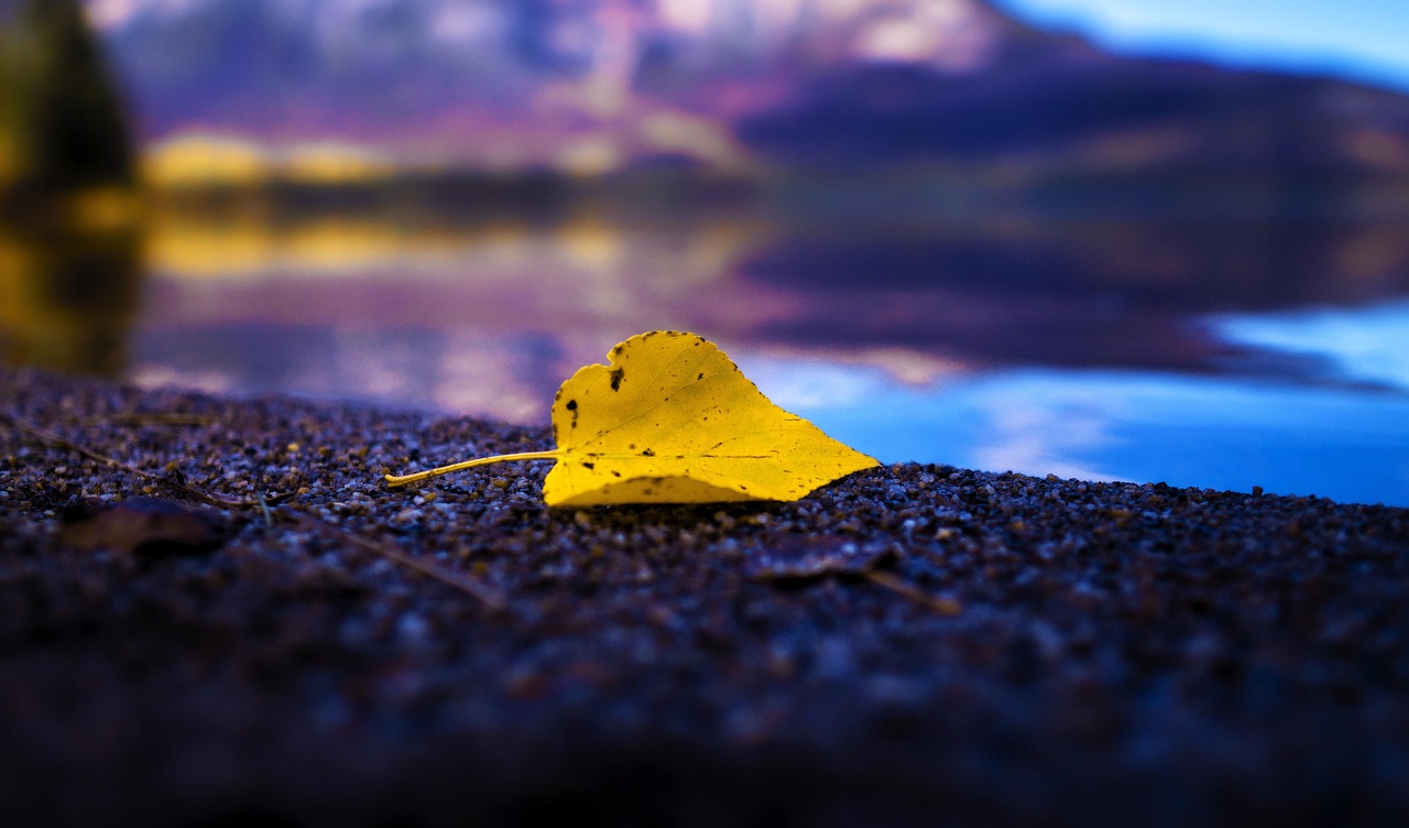 Golden Leaf Autumn Fall - Free photo on Pixabay