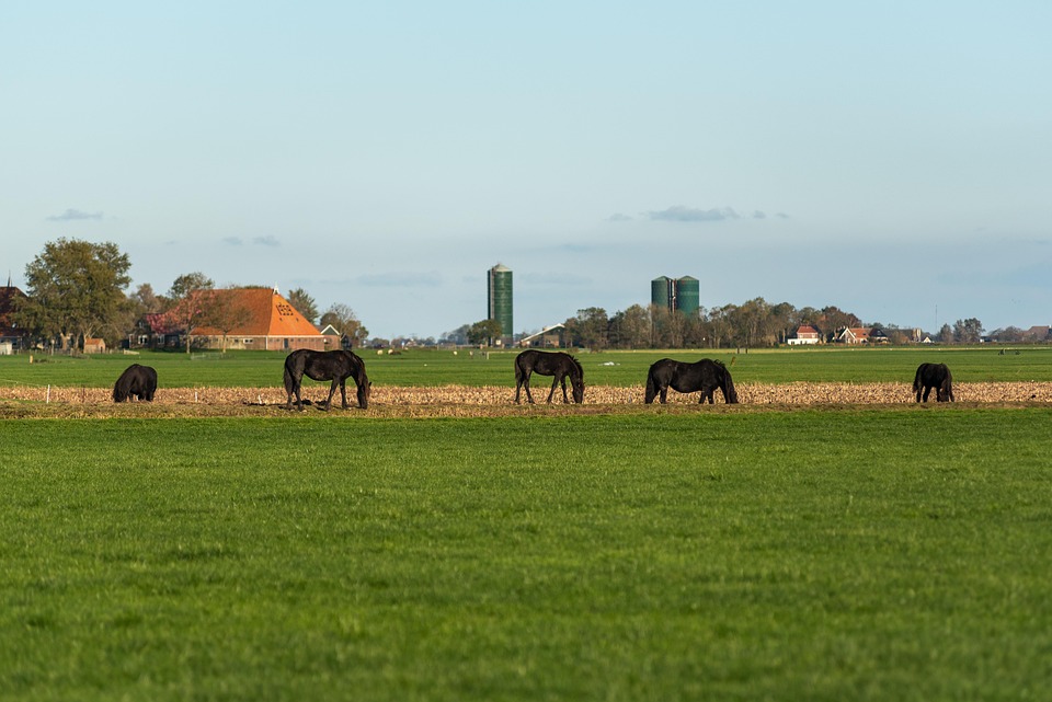 Pferde Landschaft Natur - Kostenloses Foto auf Pixabay