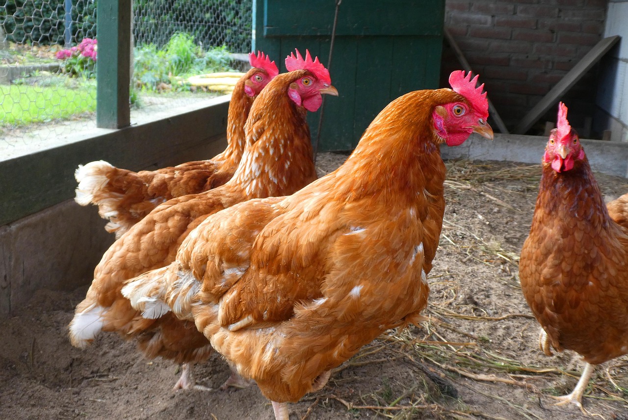 Chickens Farm Poultry - Free photo on Pixabay - Pixabay