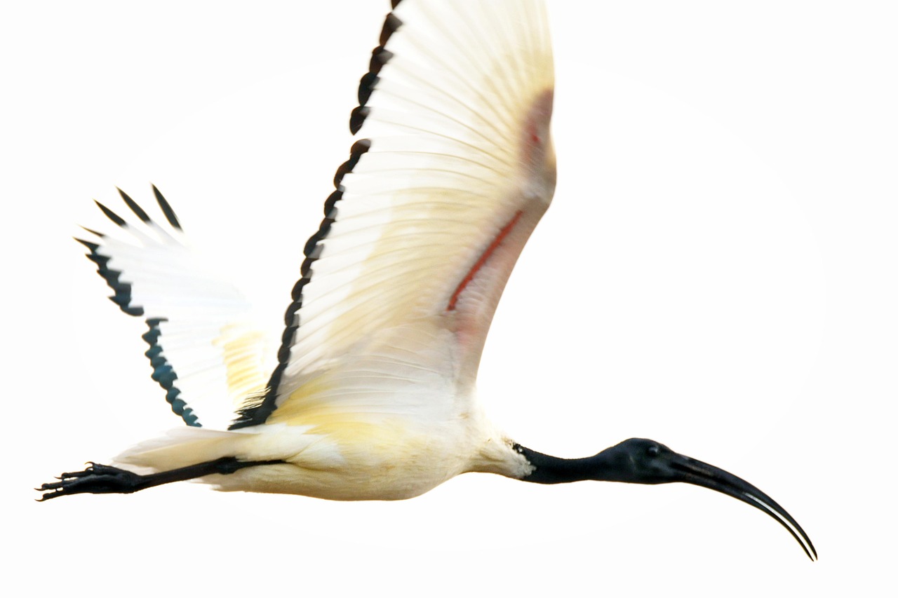2,000+ Free Sacred Ibis & Church Photos - Pixabay