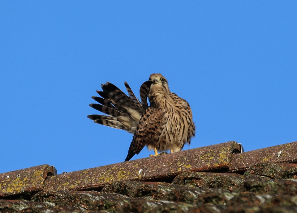 Kestrel Bird Birds Of Prey Close - Free photo on Pixabay