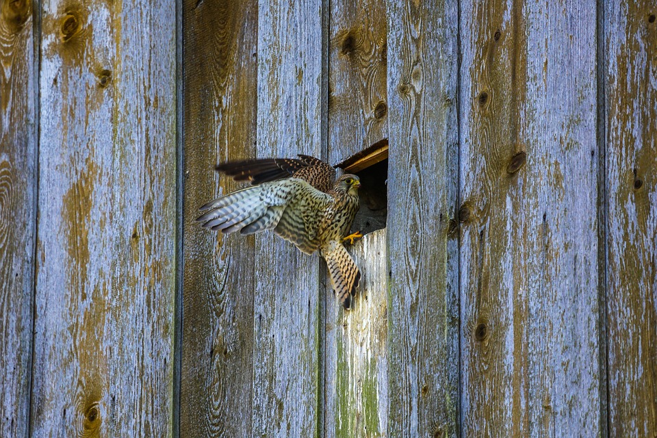 Kestrel Bird Birds Of Prey Close - Free photo on Pixabay