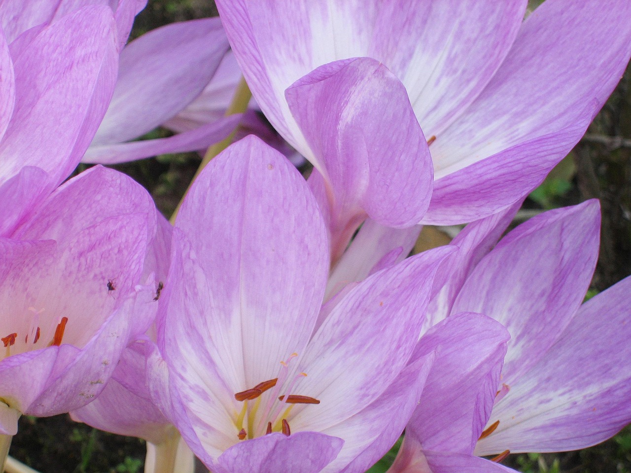 Lily Blossom Bloom Free Photo On Pixabay Pixabay
