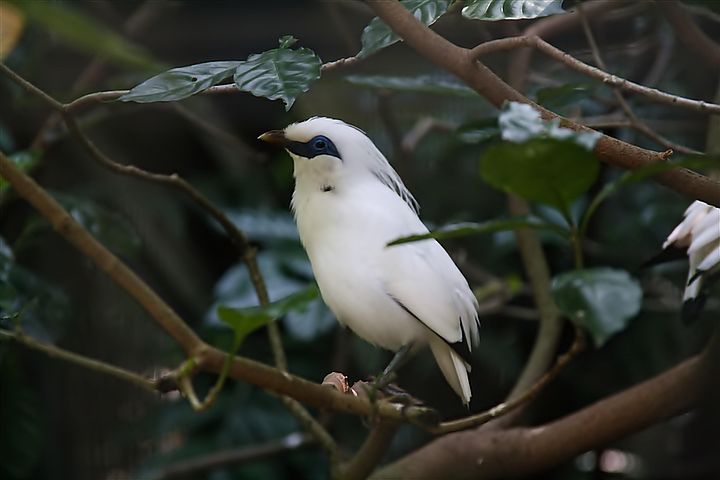 300+ Free Myna & Bird Images