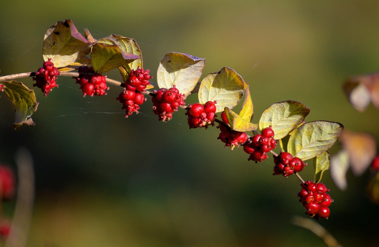 Baga Vermelho Plantar - Foto gratuita no Pixabay - Pixabay