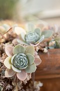 Noon-Flower Succulent Rounded Noon - Free photo on Pixabay