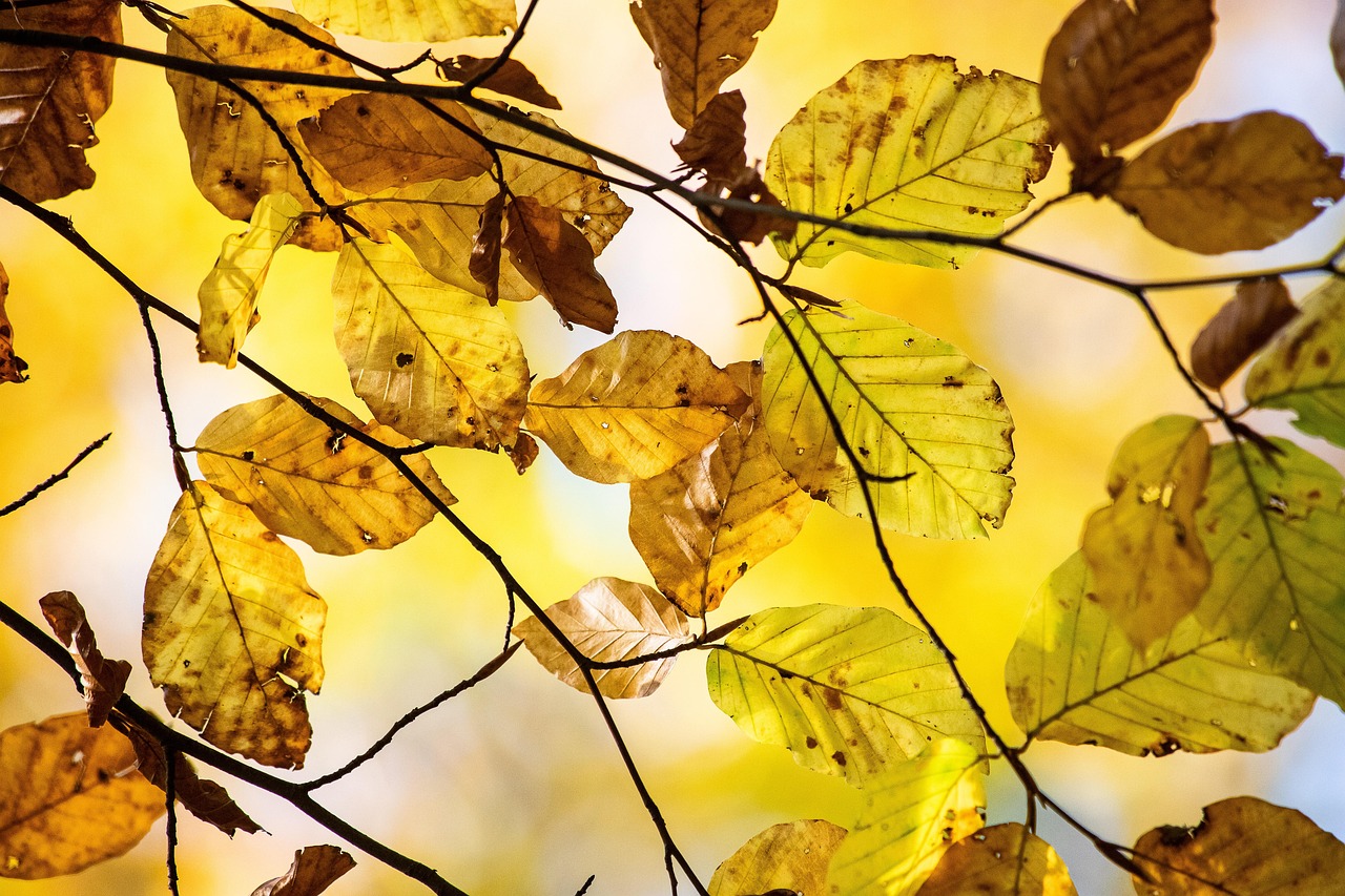 Őszi Levelek Leveleket Sokszínű - Ingyenes fotó a Pixabay-en - Pixabay