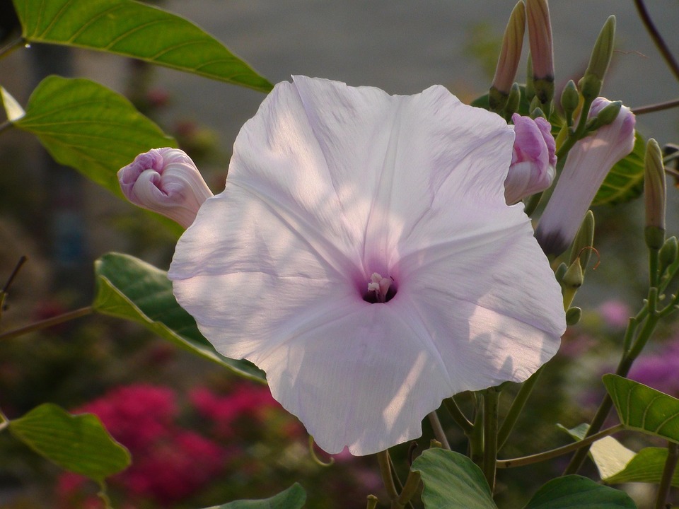 Flor Planta A Hora Do Planeta - Foto gratuita no Pixabay - Pixabay