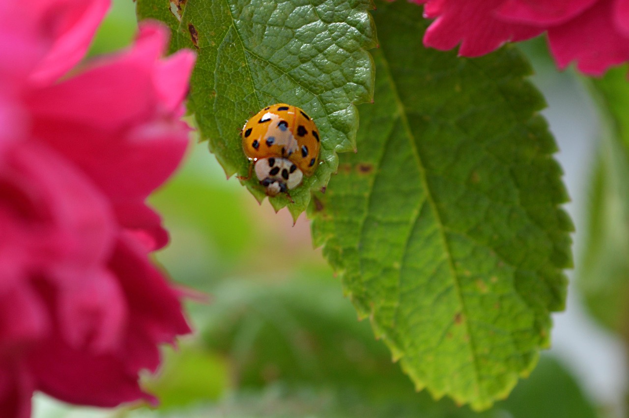 Mariquita Insecto Hoja El - Foto gratis en Pixabay - Pixabay