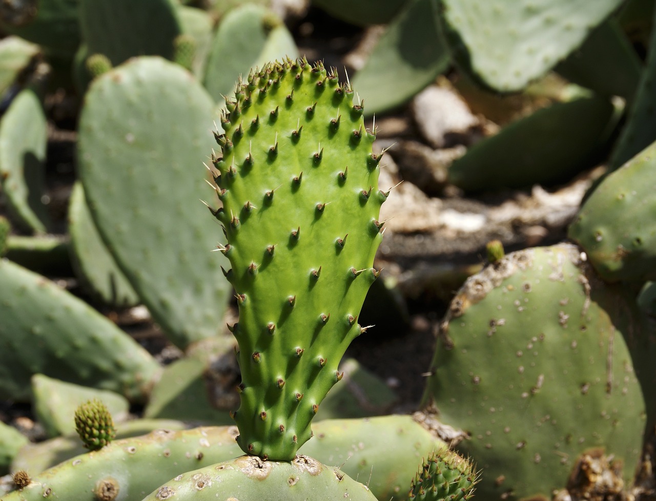 Cacti Tropic Exotic - Free photo on Pixabay - Pixabay