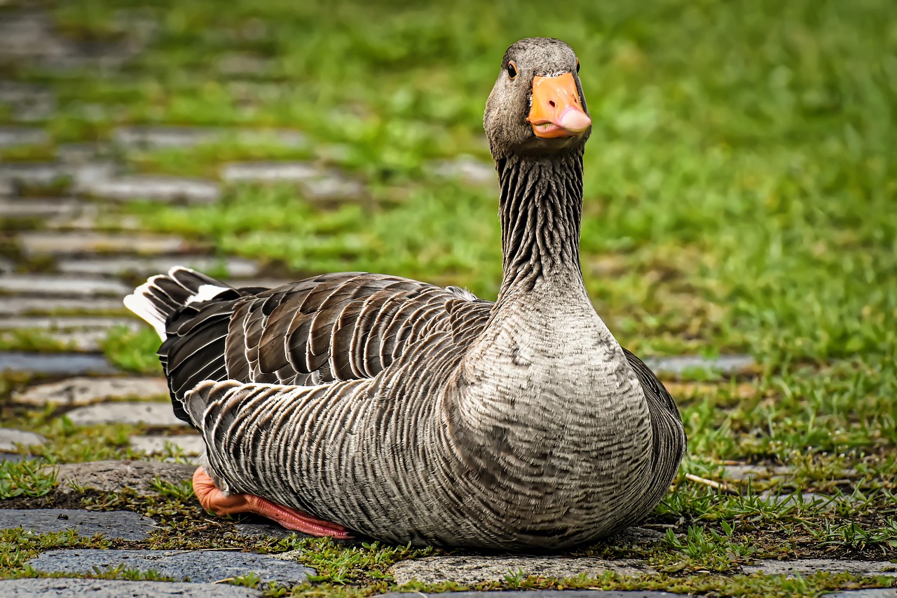 Goose Water Bird Attentive - Free photo on Pixabay