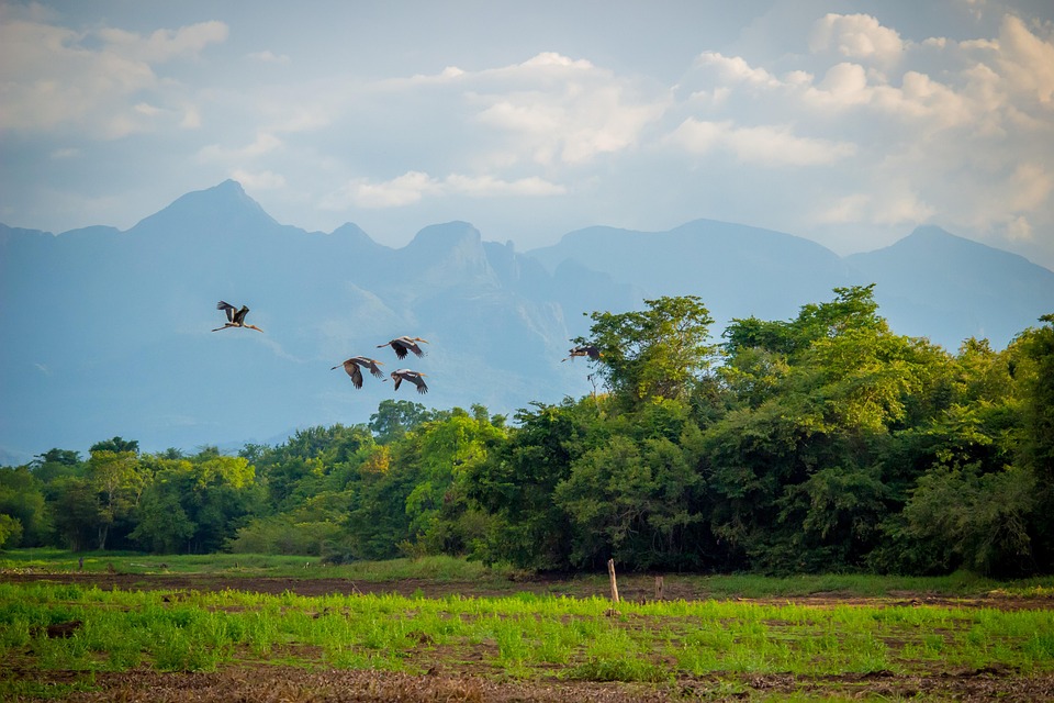 Birds Paddy Sri Lanka - Free photo on Pixabay - Pixabay