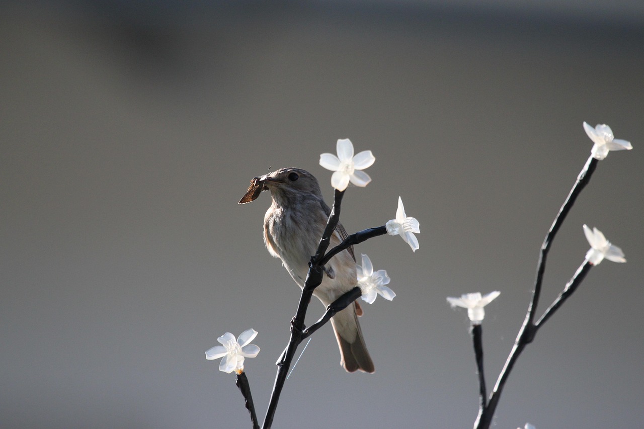 Heckenbraunele Bird Songbird - Free photo on Pixabay